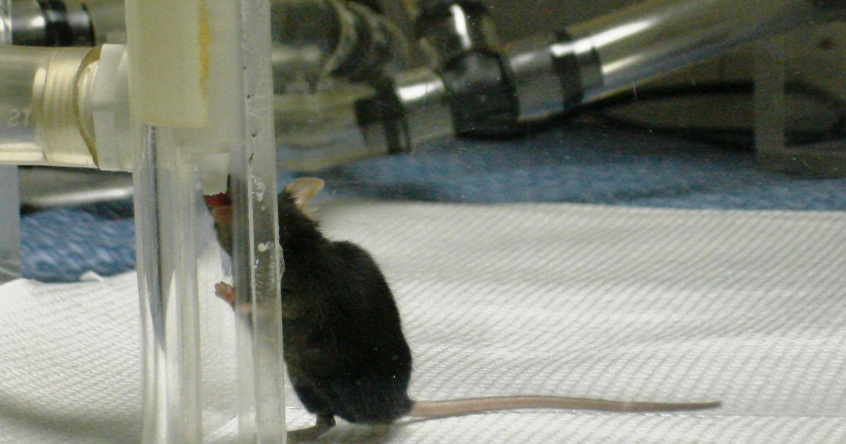 Mice trained to sniff out disease