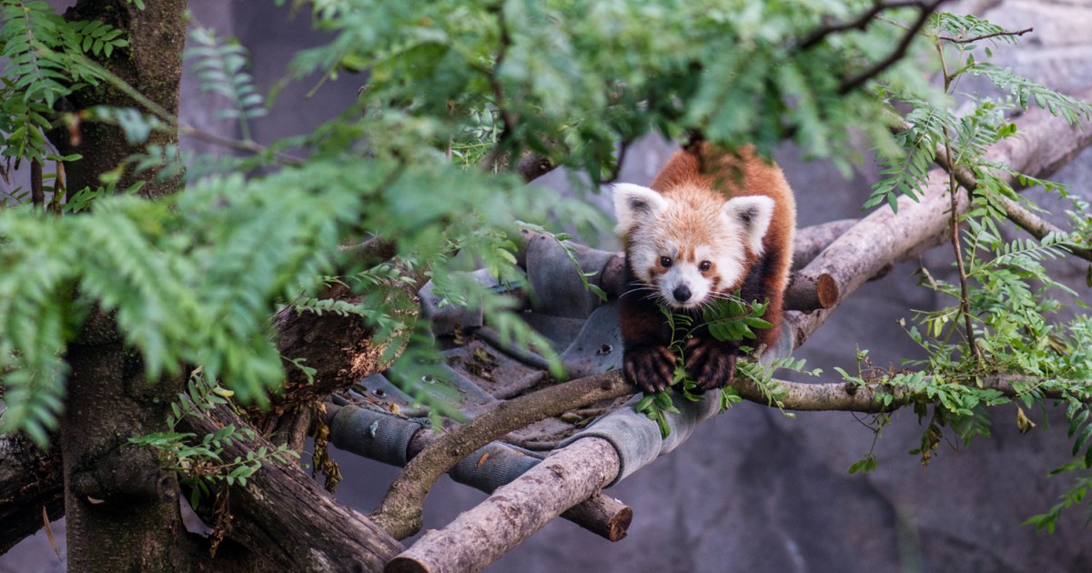 Rusty the runaway red panda found, safe and sound