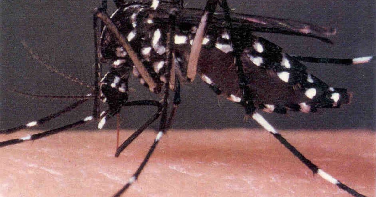 Look out -- nasty new mosquito is invading U.S.