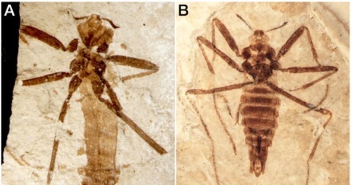 Ancient blood-sucking flea feasted on flying reptiles