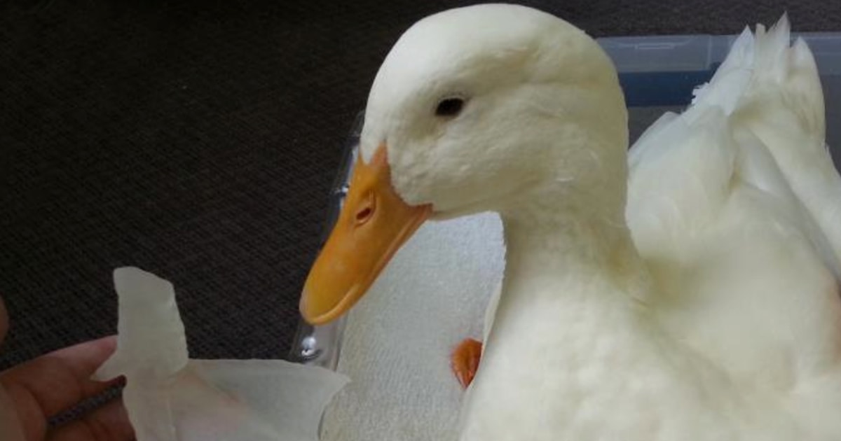 Pre-caffeine tech: Geek graph, 3-D duck foot