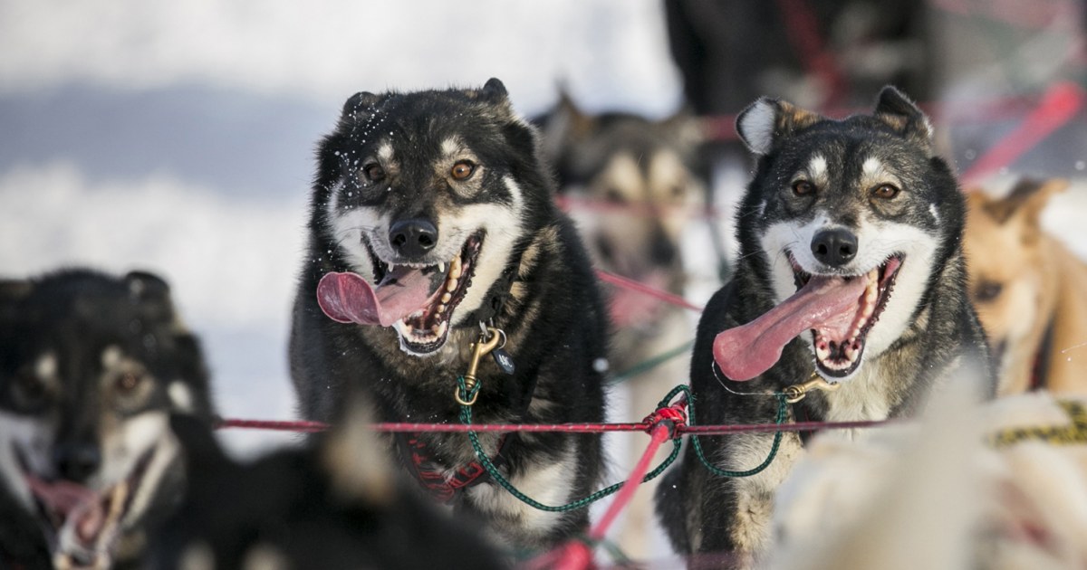 Mush! Sled dogs embark on 1,000-mile Iditarod