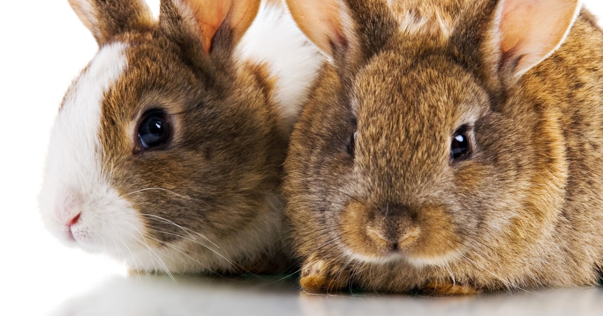Hopping into spring: Show us your pet bunnies!