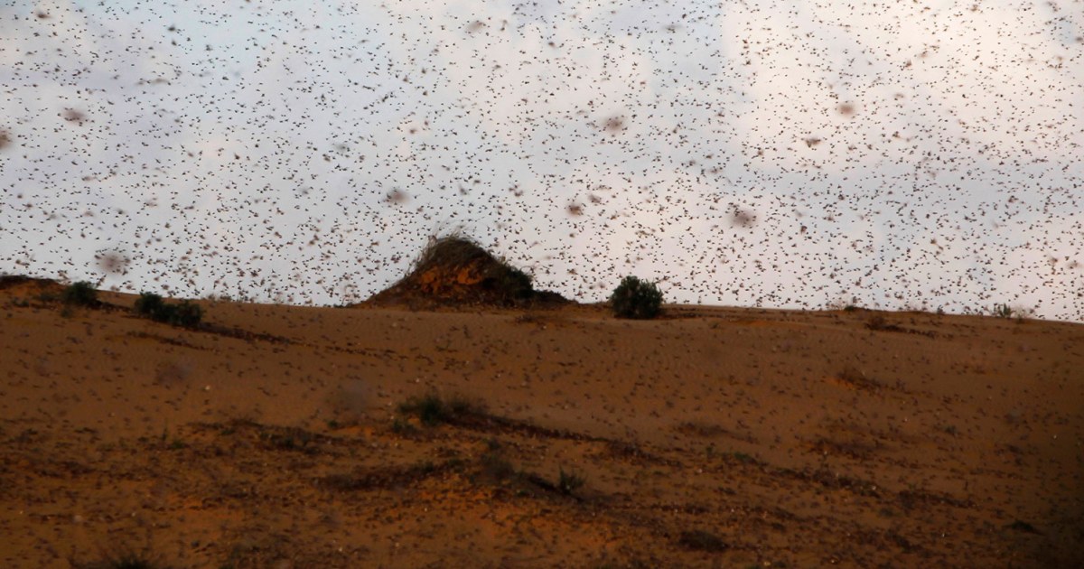 Get a closer look at the Middle East's plague of locusts