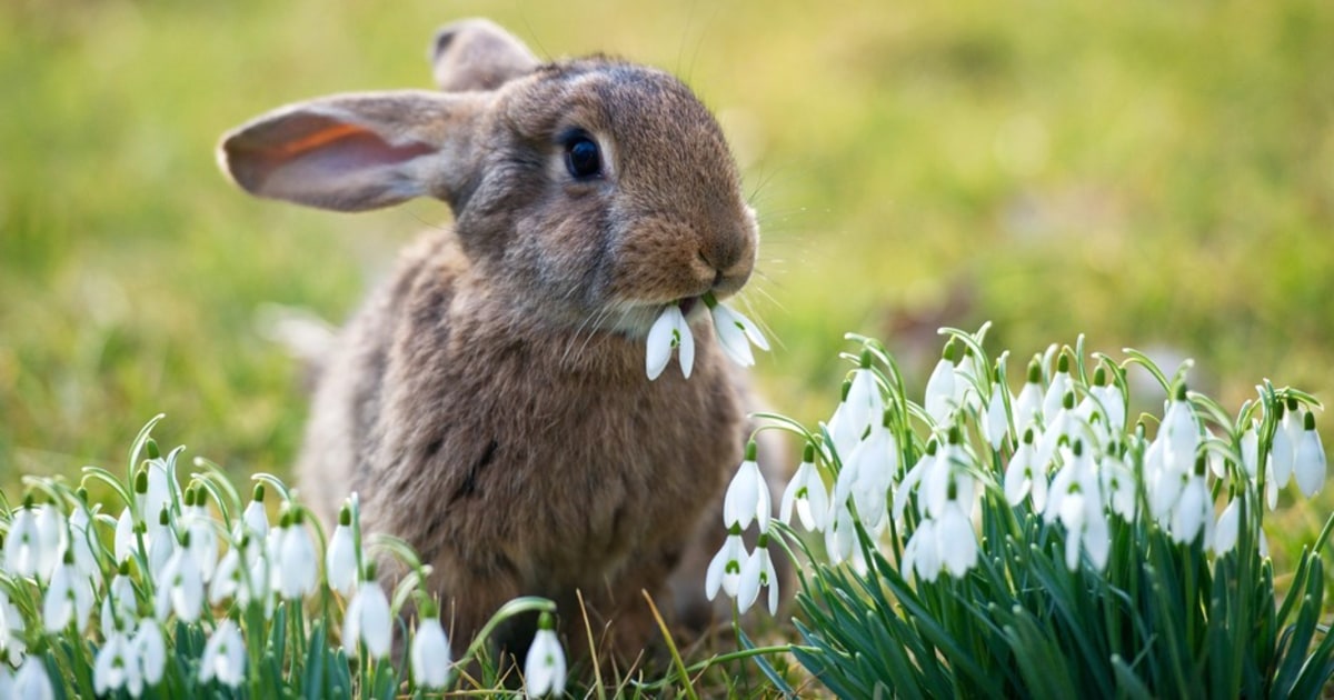 What killed Neanderthals? Scientists blame those rascally rabbits