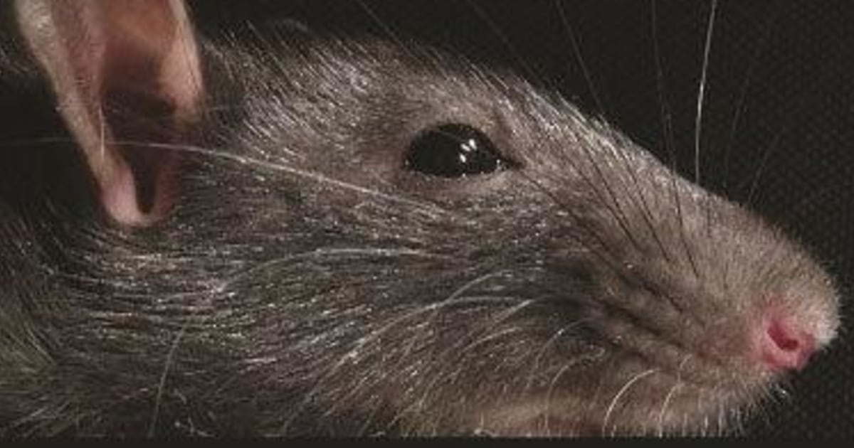 Why rats sniff each other