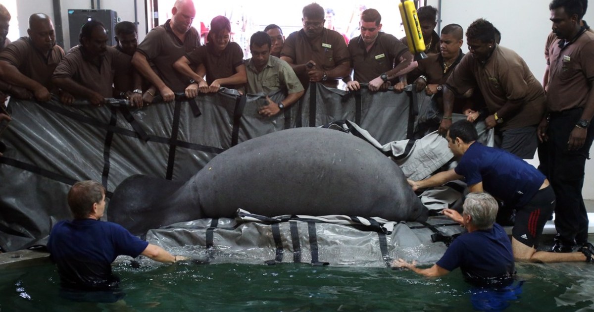 Manatees make a splash as they move to new chomping ground