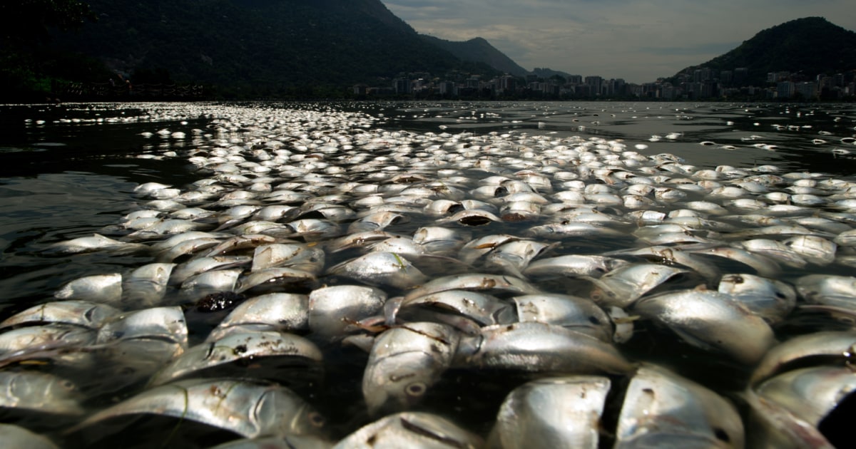 Dead fish fill Rio lagoon