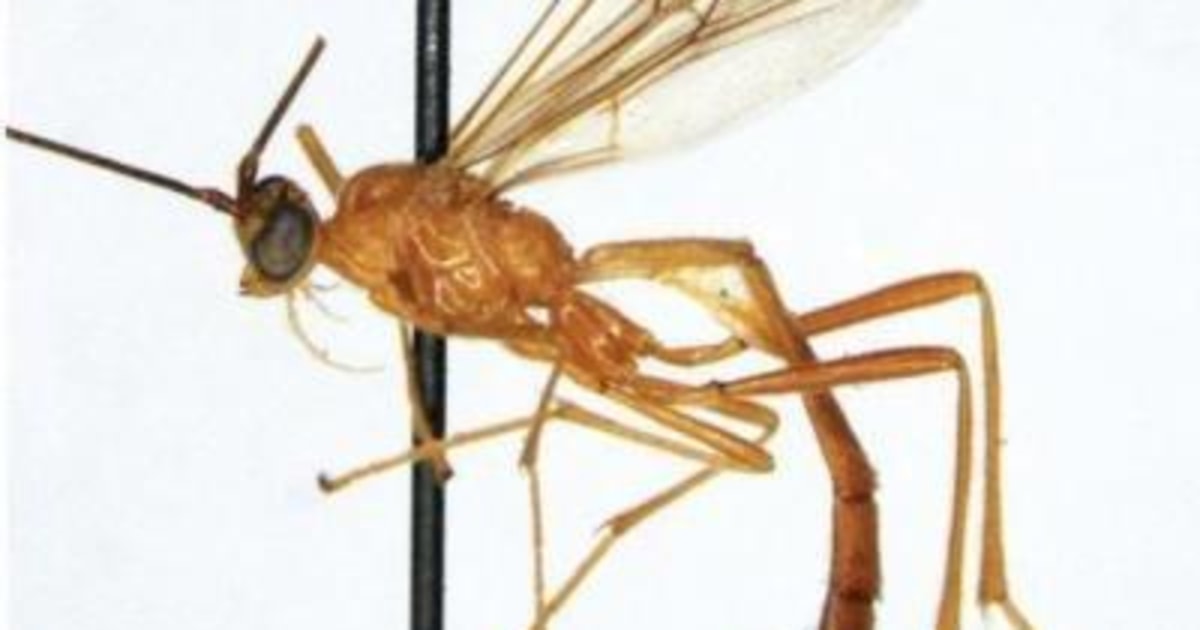 Parasitic wasp named Kiddo after 'Kill Bill' assassin