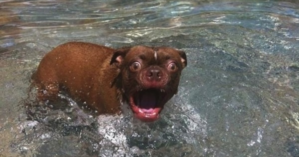 Pre-caffeine tech: Dongle jokes, freaked-out dogs!