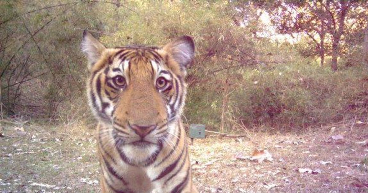 Curious tiger cub smiles for the camera