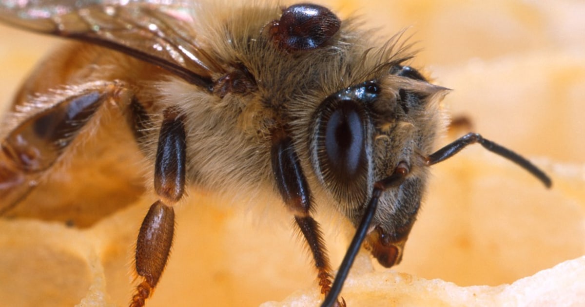 Bee deaths stir up renewed buzz