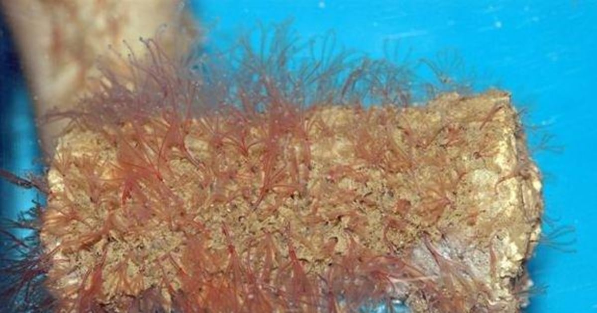 Zombie worms drill whale bones with acid