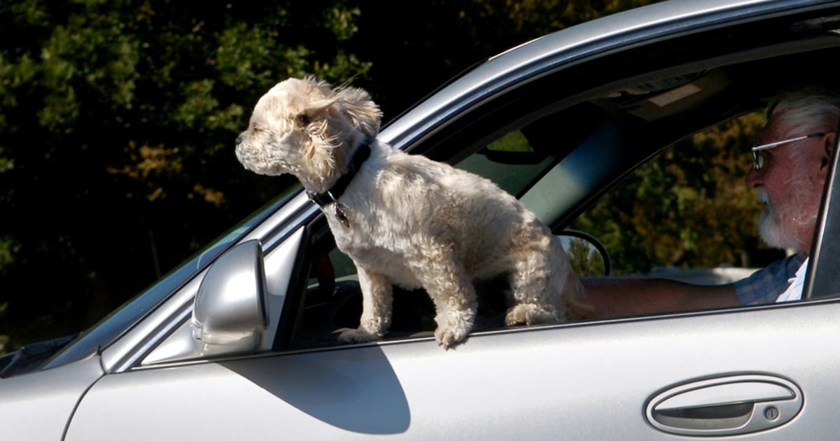 Driving with pets increases crash rates, study says