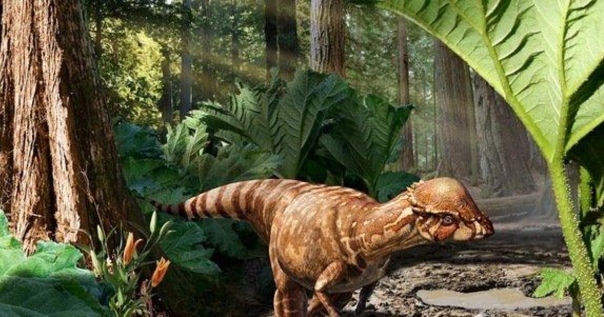 Small new dinosaur unearthed -- it was a real bonehead