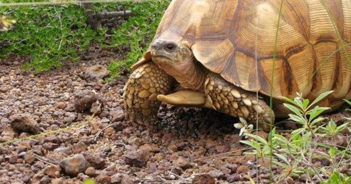 Poachers push 2 Madagascar tortoises to brink