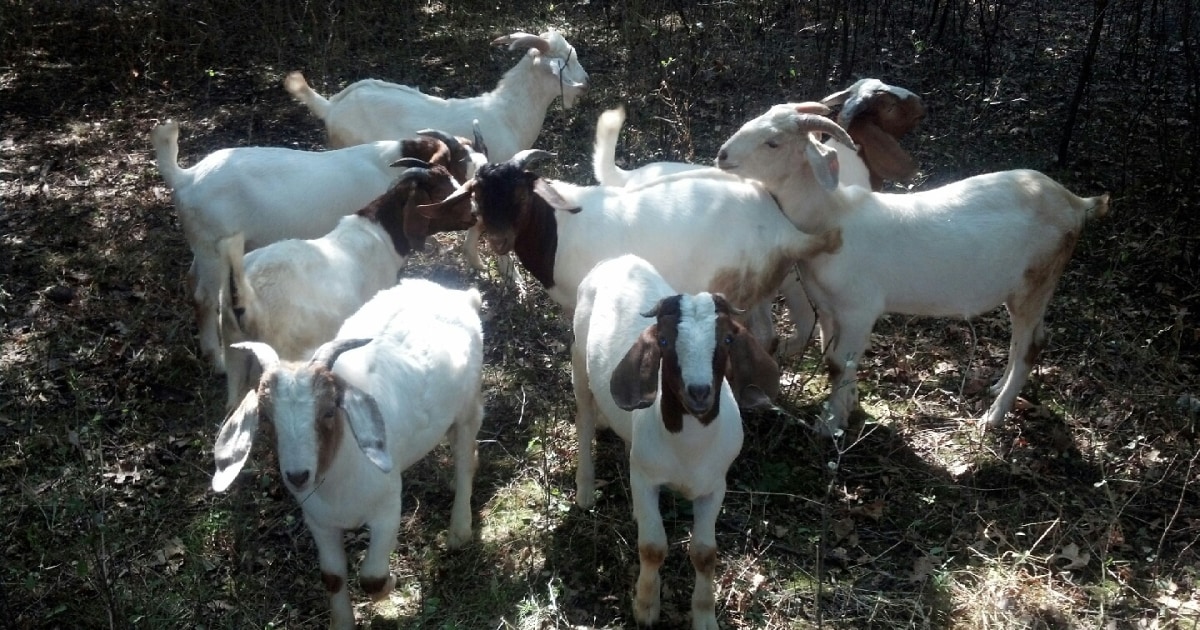 Goats to clean up at Chicago's O'Hare International