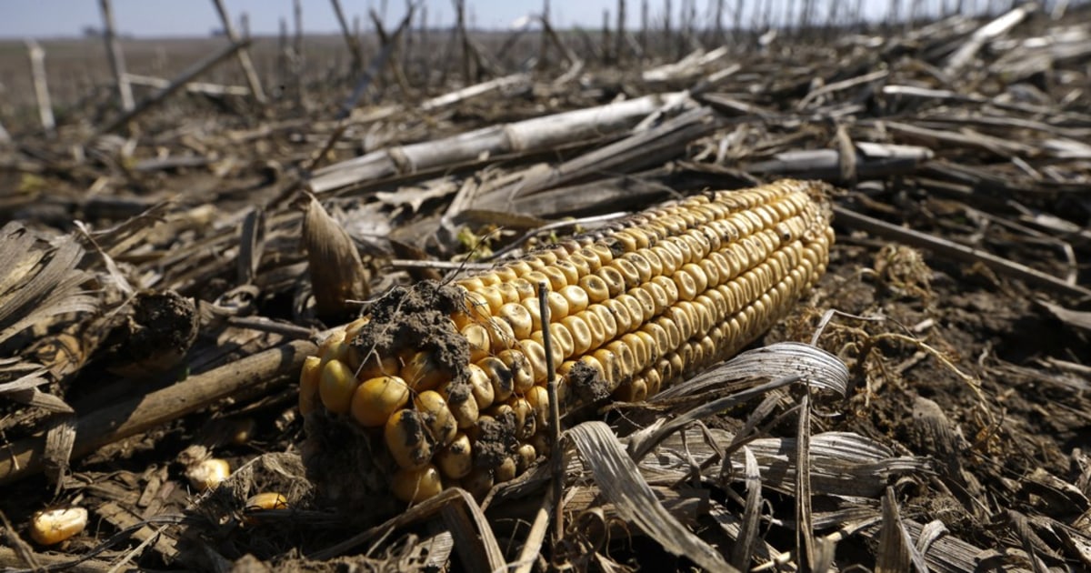 Food supply under assault as climate heats up