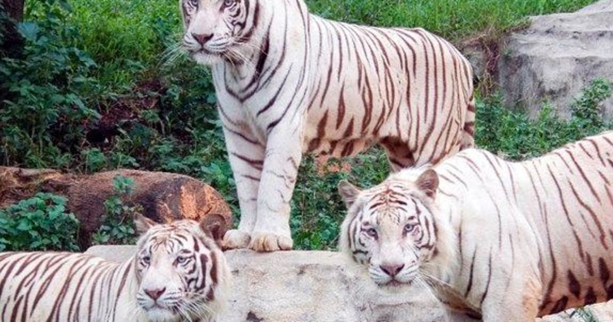 How the white tiger got its distinctive coat