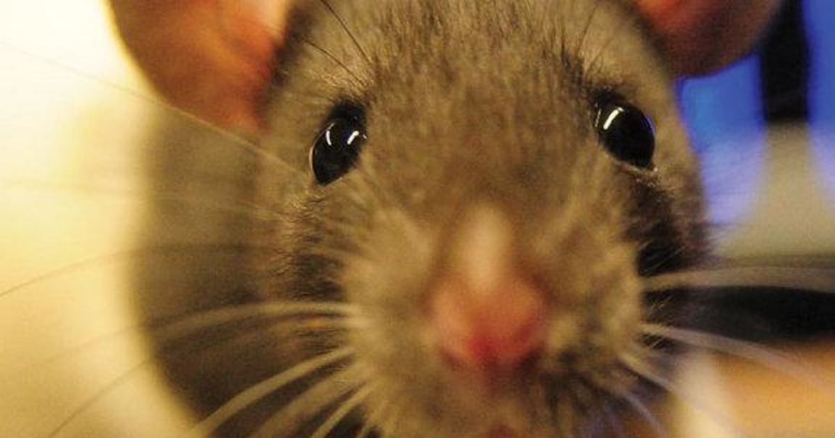 Googly eyes help rats keep watch on the sky
