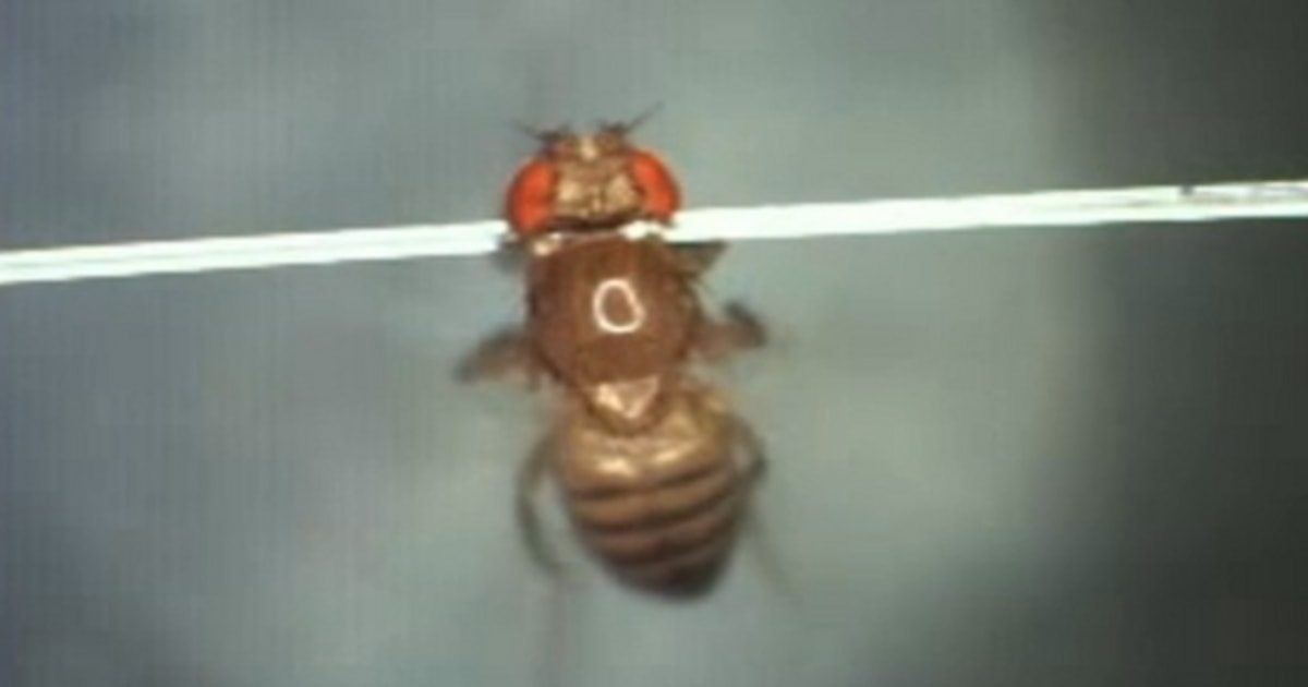 Zap! Lasers blast tiny holes in heads of flies to expose brains