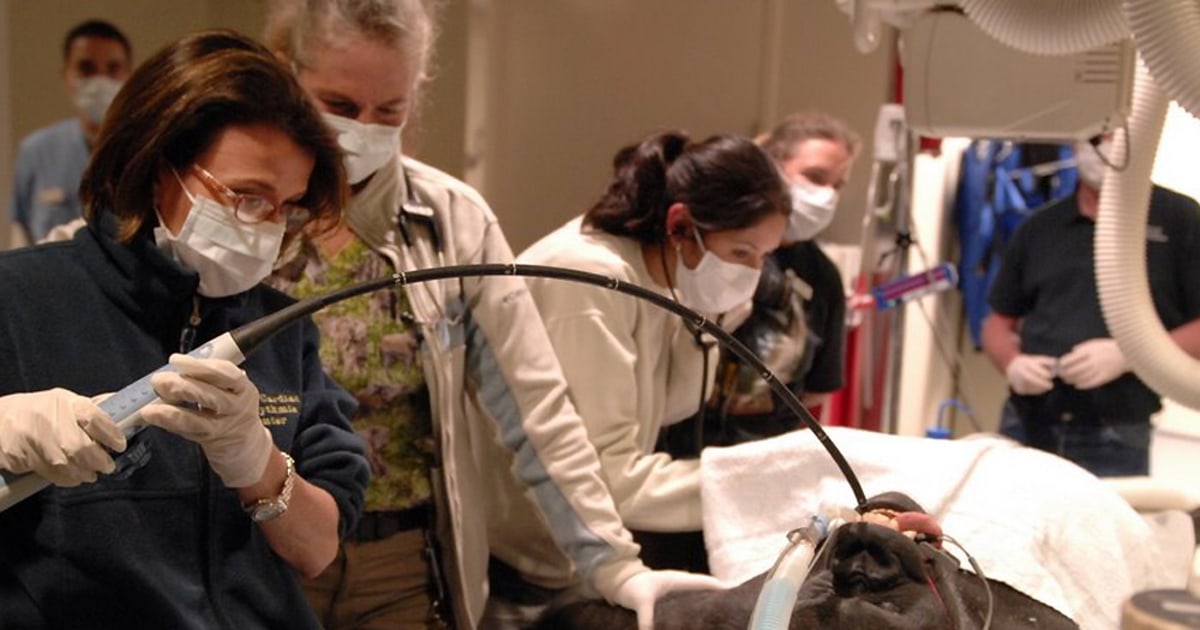 Wild science: Breakthroughs in animal health care may hold treatments ...
