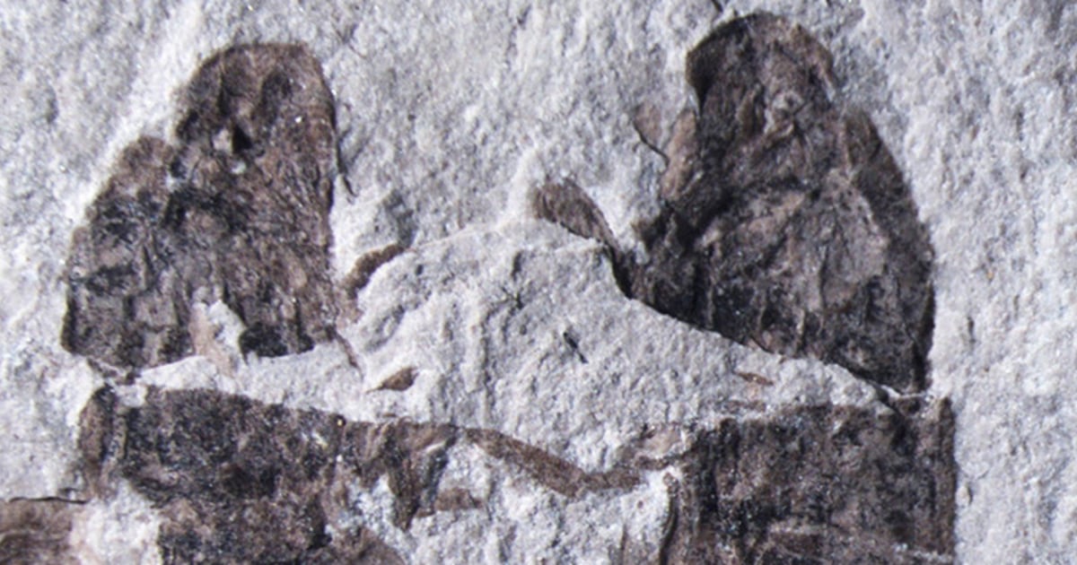 Caught in the act: Scientists find oldest fossil of insects getting busy