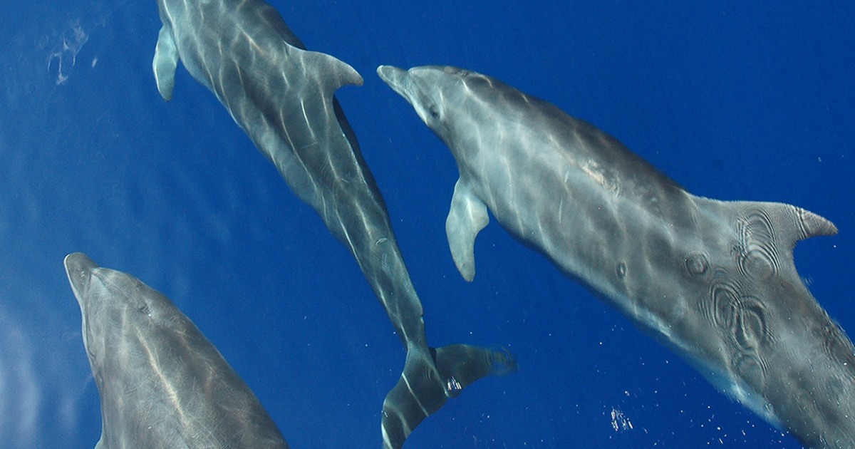 Dolphin-killing virus reaches Florida, and is infecting whales, too