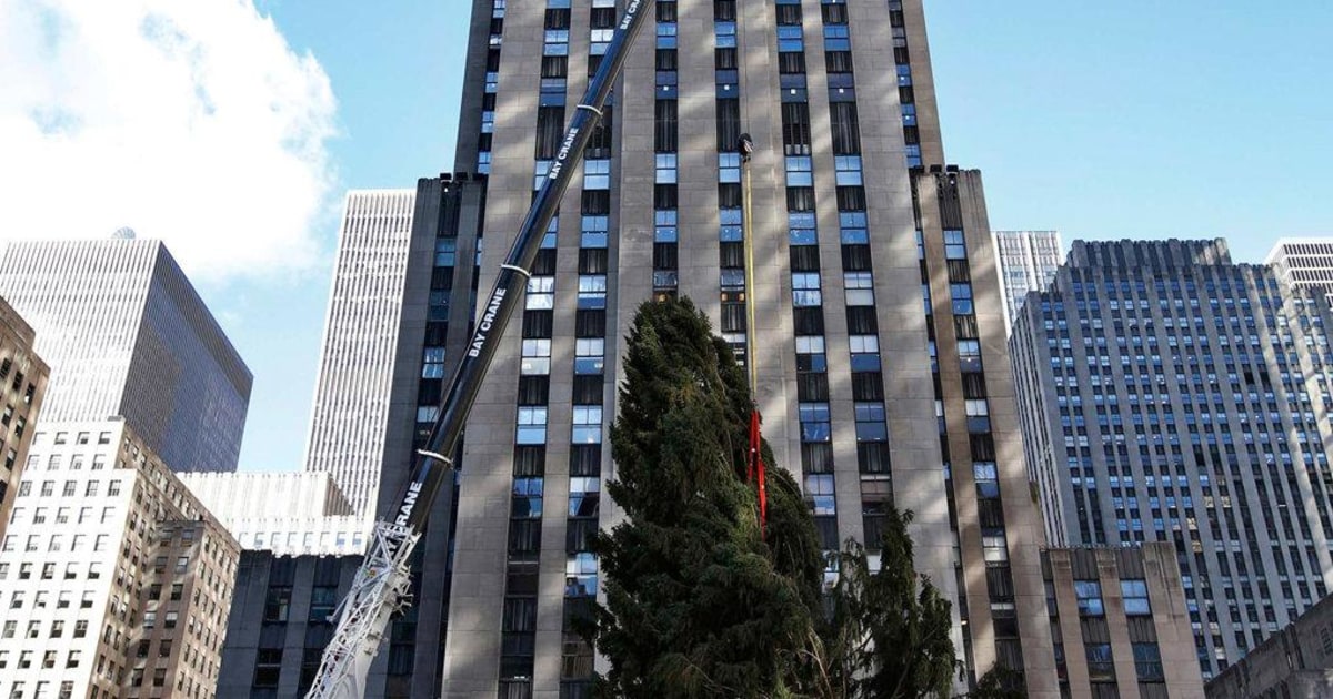 That's one big tree! Watch as the Christmas tree is erected in ...