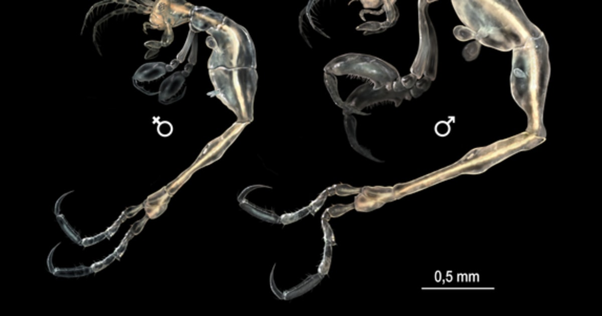 Odd new cave-dwelling 'shrimp' discovered off California
