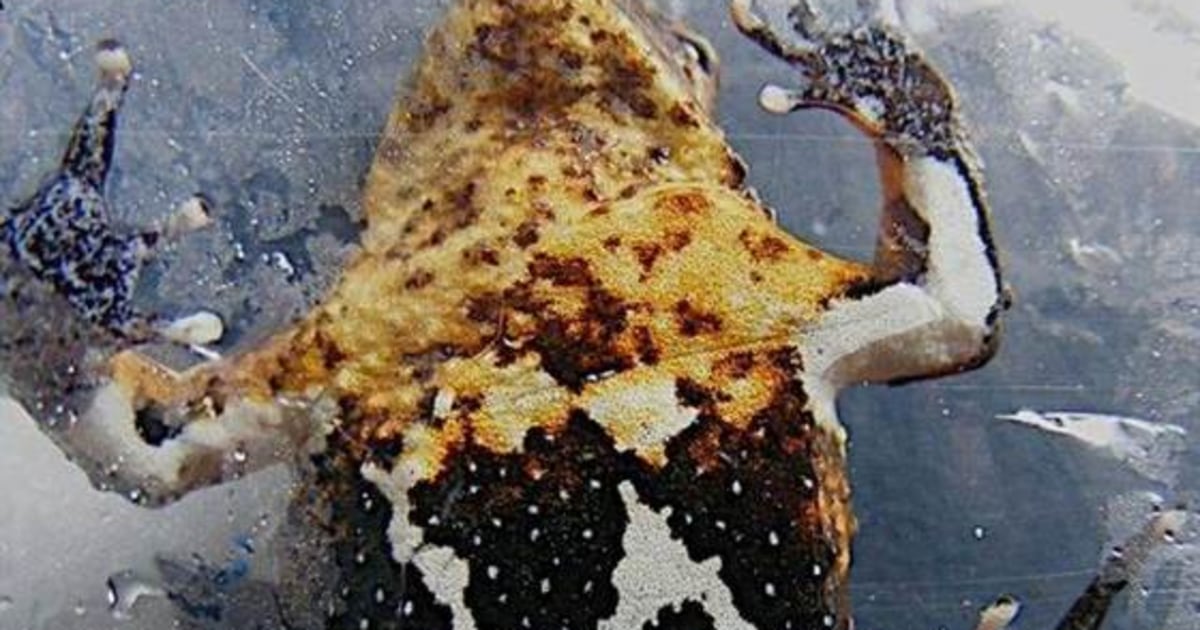 Frog species named after Darwin now believed extinct