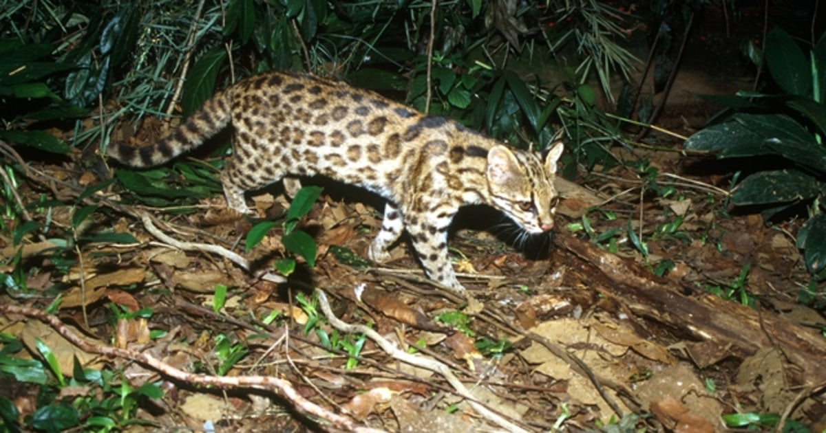 New housecat-size feline species discovered in Brazil