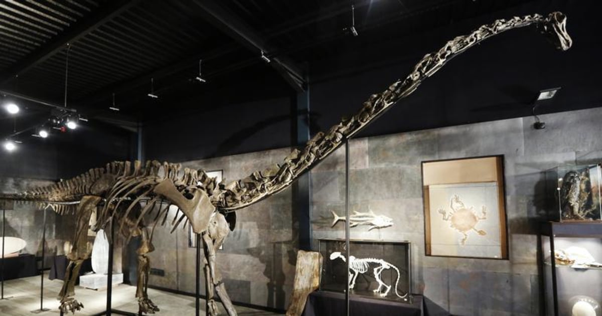 diplodocus bones