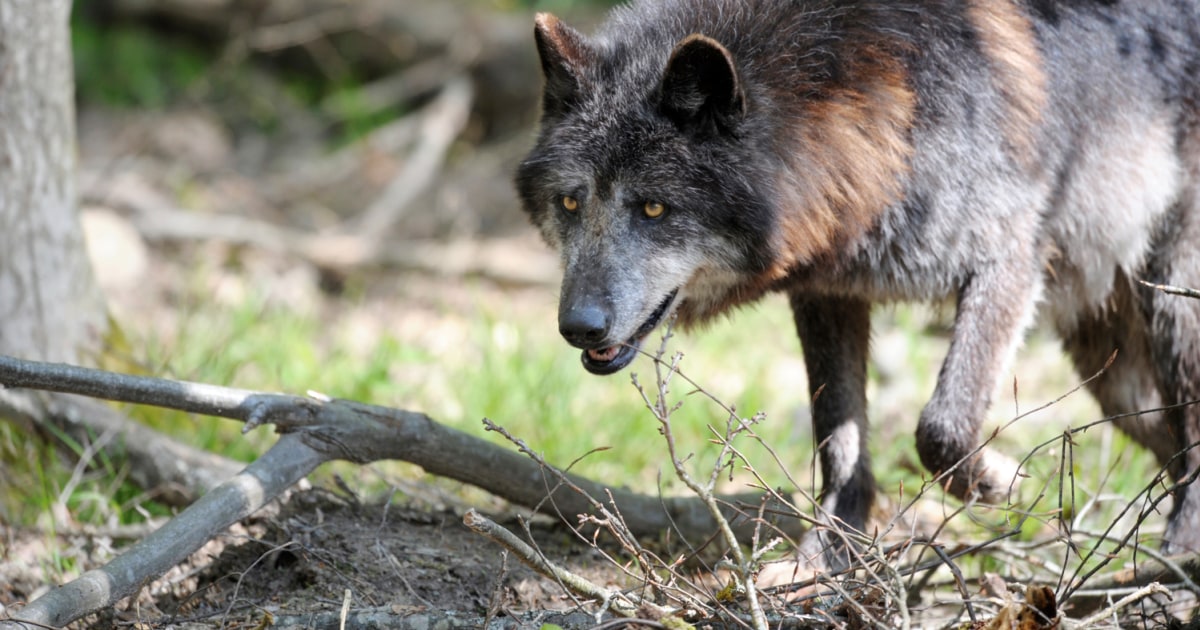 Three wolves shot dead after escaping from one of Britain's biggest zoos