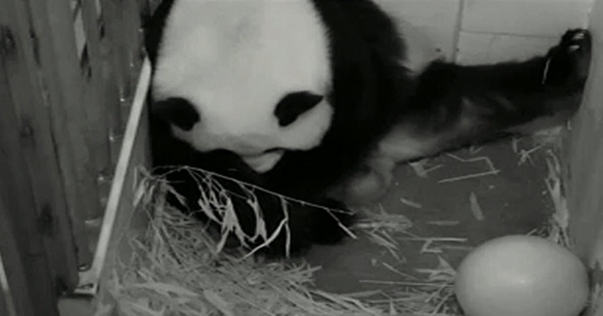 Sad about panda cam shutdown? Try these critter cams