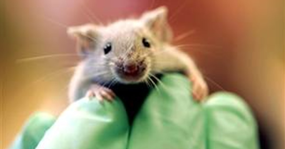 Pheromone in tears helps young mice ward off frisky males