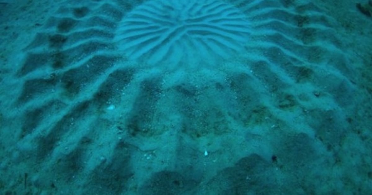 Mysterious underwater circles created by 5-inch fish seeking love