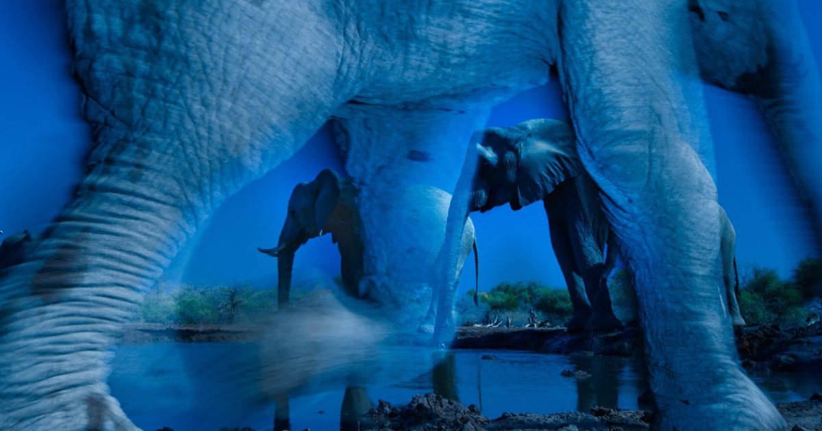 Wildlife photographer captures elephants — and wins a prize