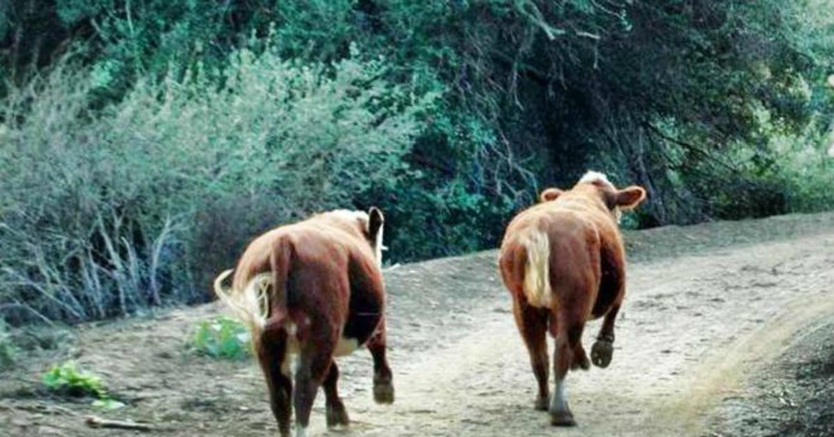 Rogue cows menace hikers in Calif. state park