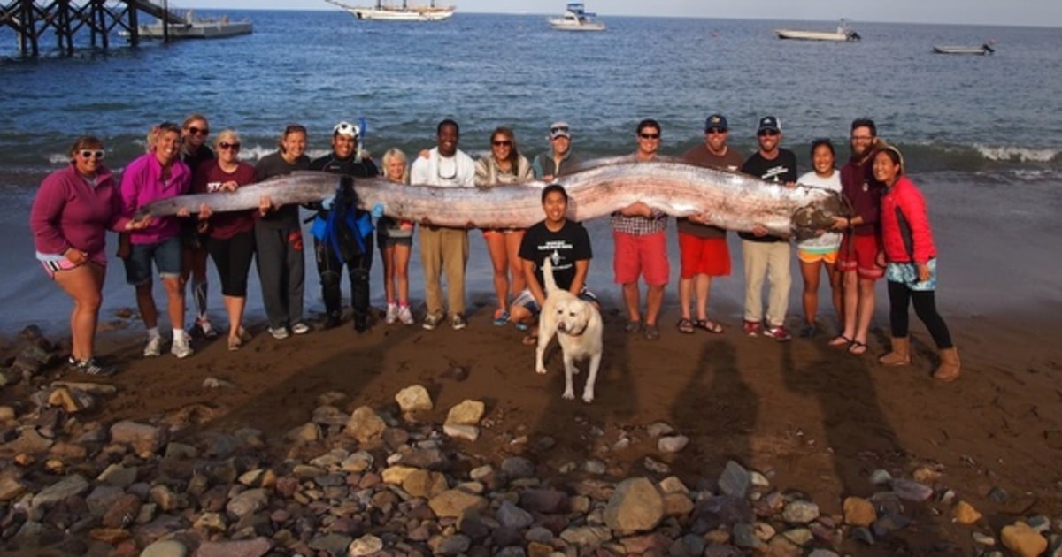 Giant Oarfish Found Oarfish: Harmless Fish Or Deadly Sea Serpent?