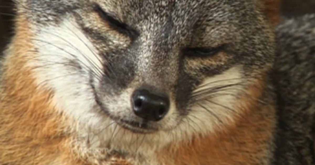 Vixen video goes viral: Here's what the fox actually says