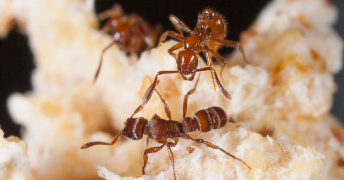 Farmer ants draft parasite ants as mercenaries