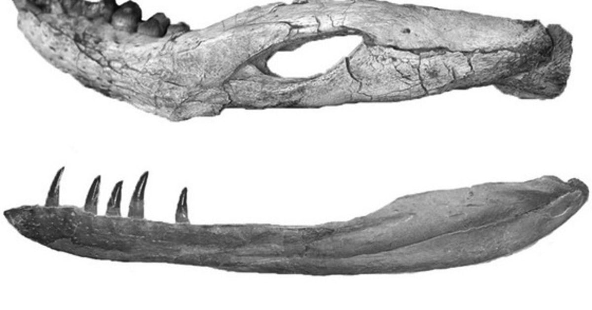 Oh snap! Jaws helped crocs outlast the dinos