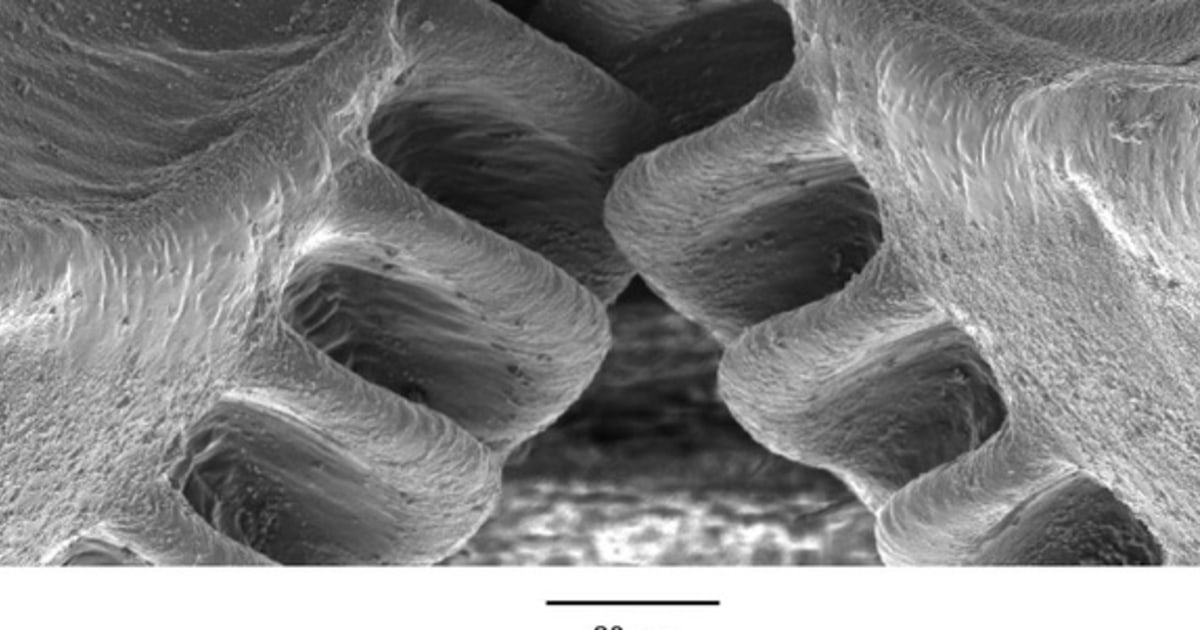 Insect has actual gears on its legs to sync jumps, and that's a first
