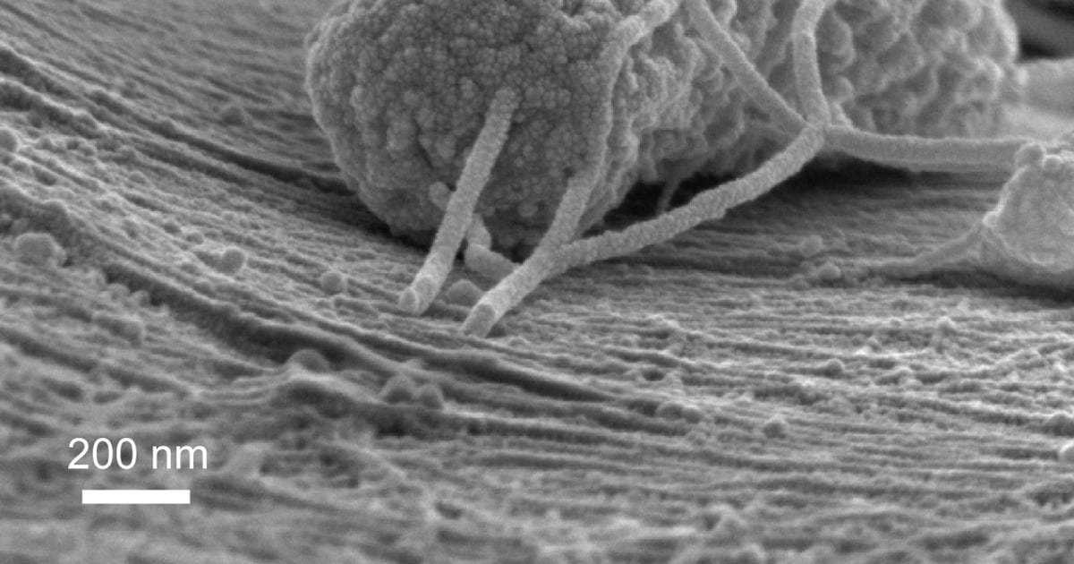 'Living battery' generates electricity from sewage and wastewater