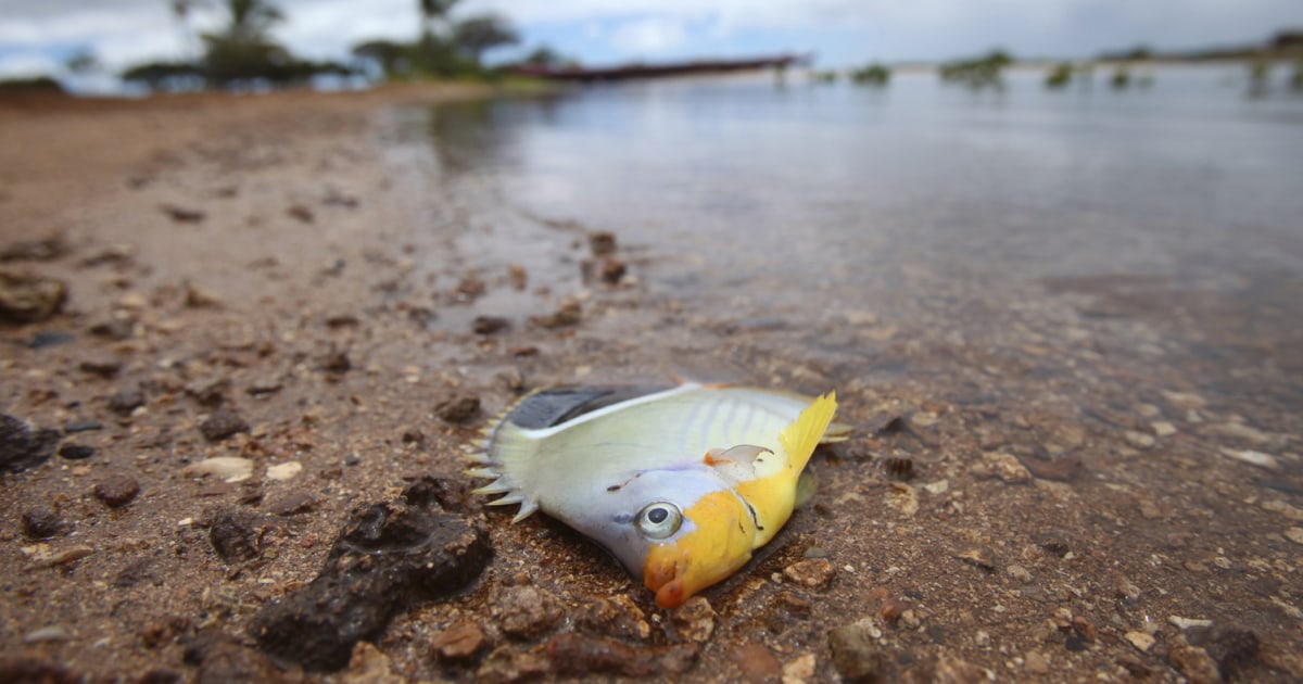 Pipe had leak months before Hawaii molasses spill