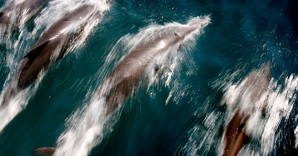 Dolphins getting high on fish toxin? Or just a load of puff?