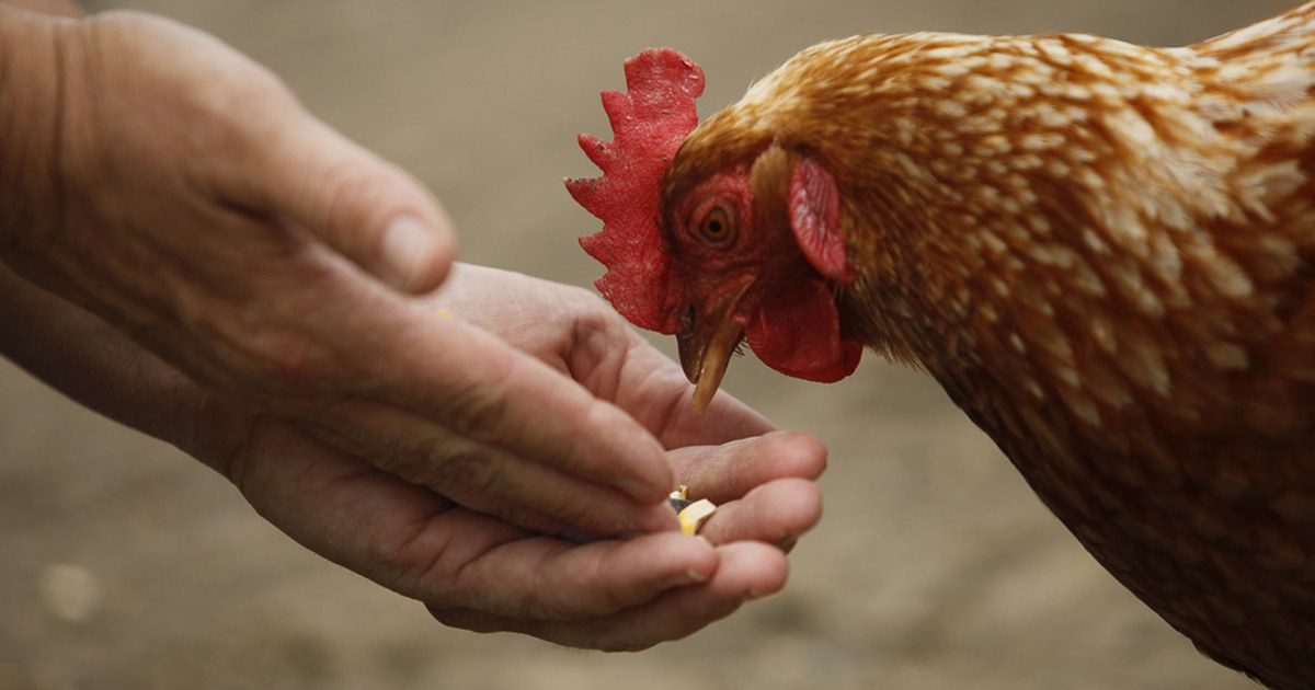 Urban hens often abandoned once they stop laying eggs