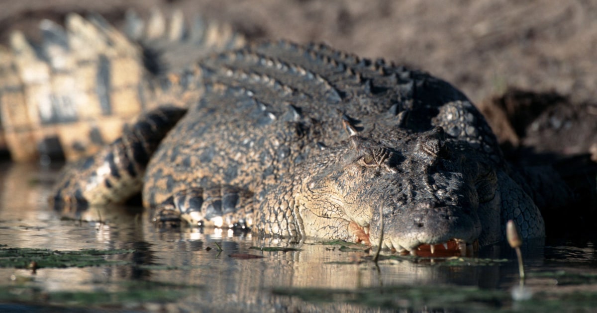 Killer croc: Police find human remains near site where boy vanished
