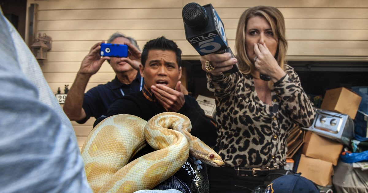 California man arrested after 300 snakes found in his home
